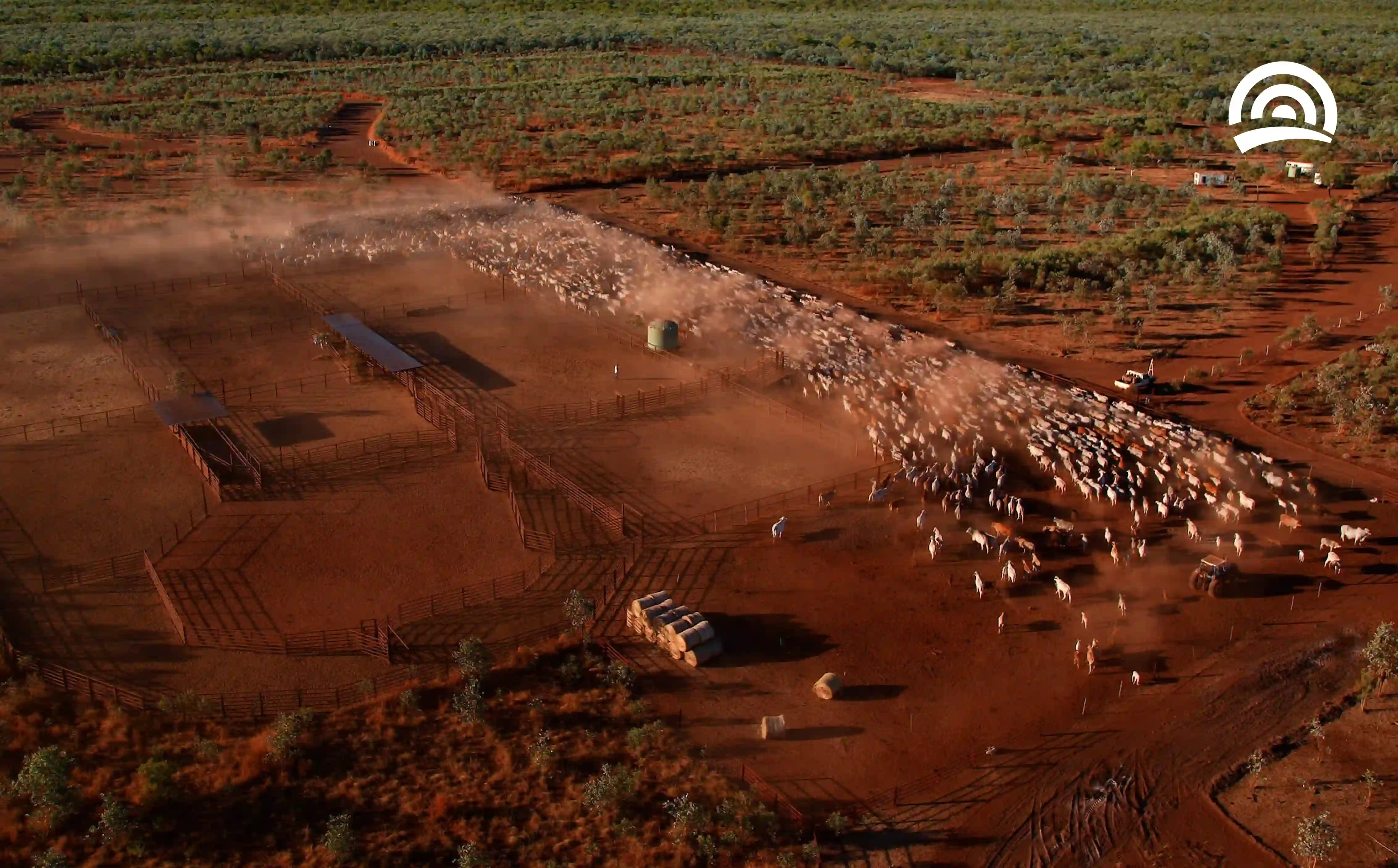 Cattle Gestation Calculator | Estimate Calving Dates Accurately