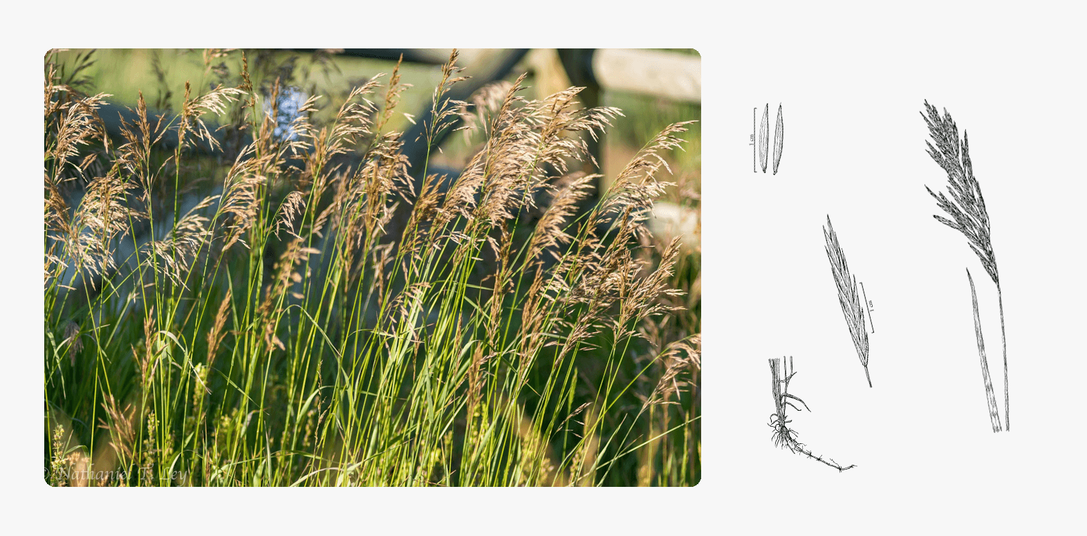 Australian Pasture Grasses Guide: Types, Identification, and ...
