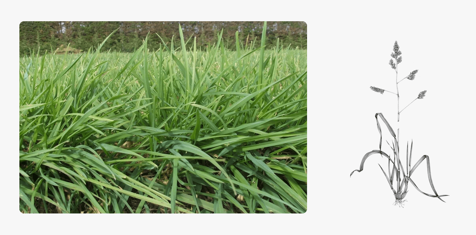 Australian Pasture Grasses Guide: Types, Identification, and ...