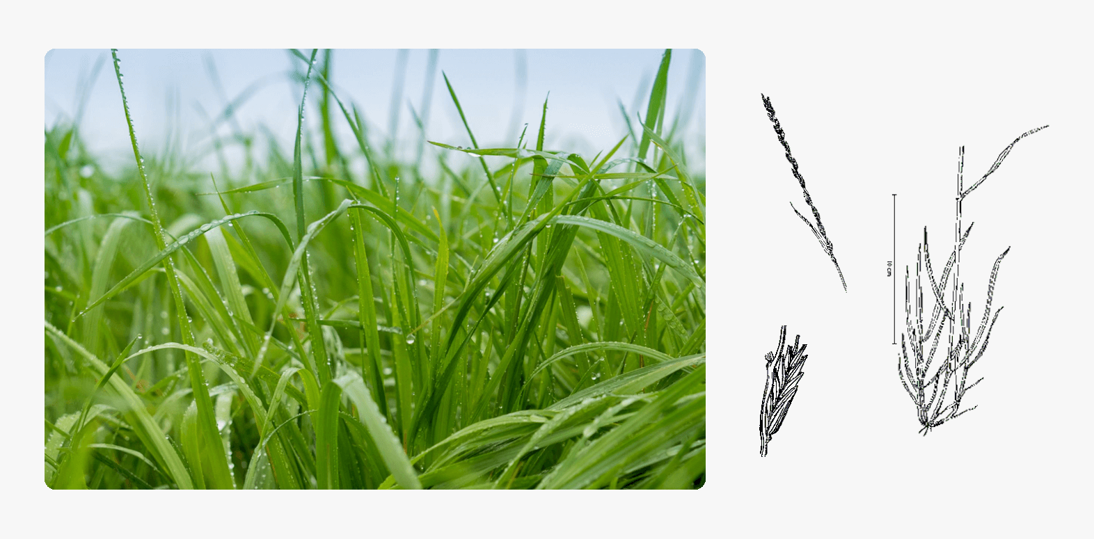 Australian Pasture Grasses Guide: Types, Identification, and ...