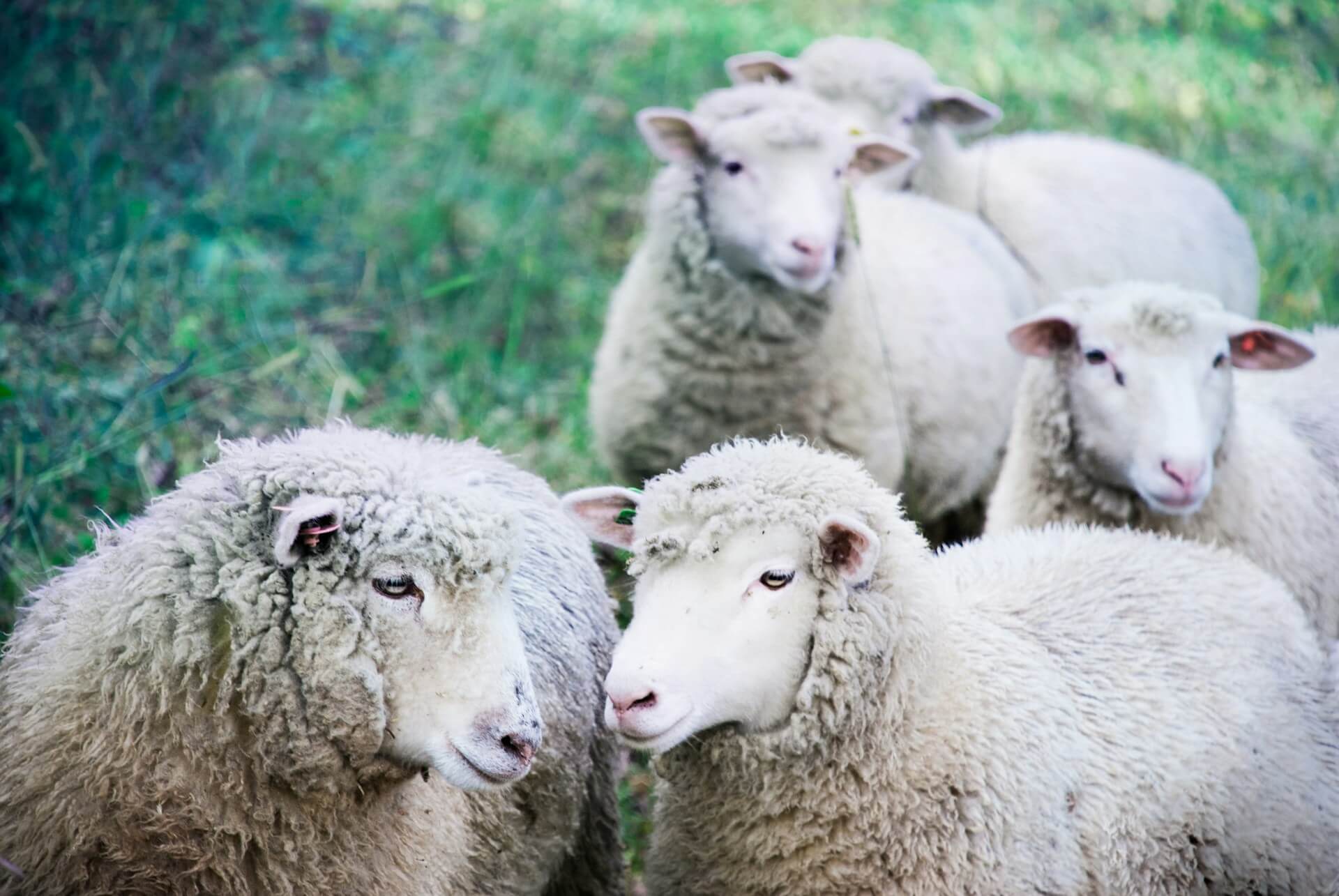 What is a sheep grazier warning?